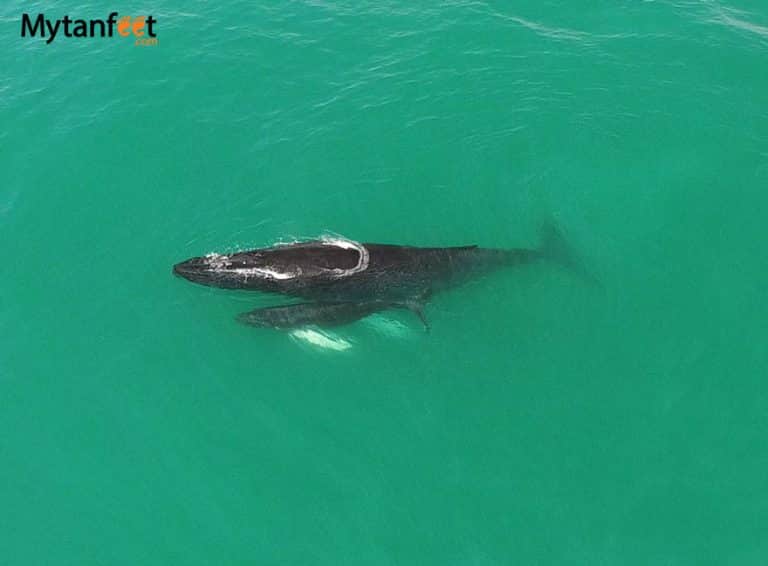 Costa Rica Whale Watching Tours: Best Places & Time of Year