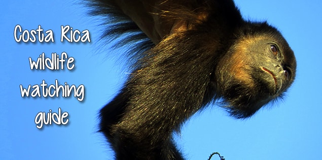 Where to See Costa Rica Wildlife: A Photo Post and Guide