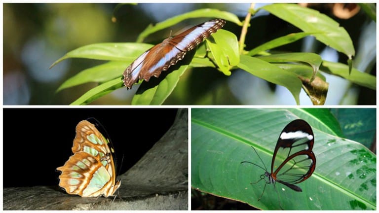Learn about the Arachnids and Insects in Costa Rica