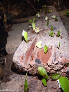 Learn about the Arachnids and Insects in Costa Rica