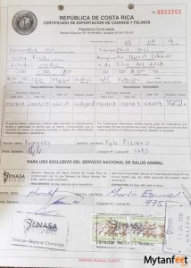 Guide to Bringing Dog to Costa Rica from USA and Vice Versa