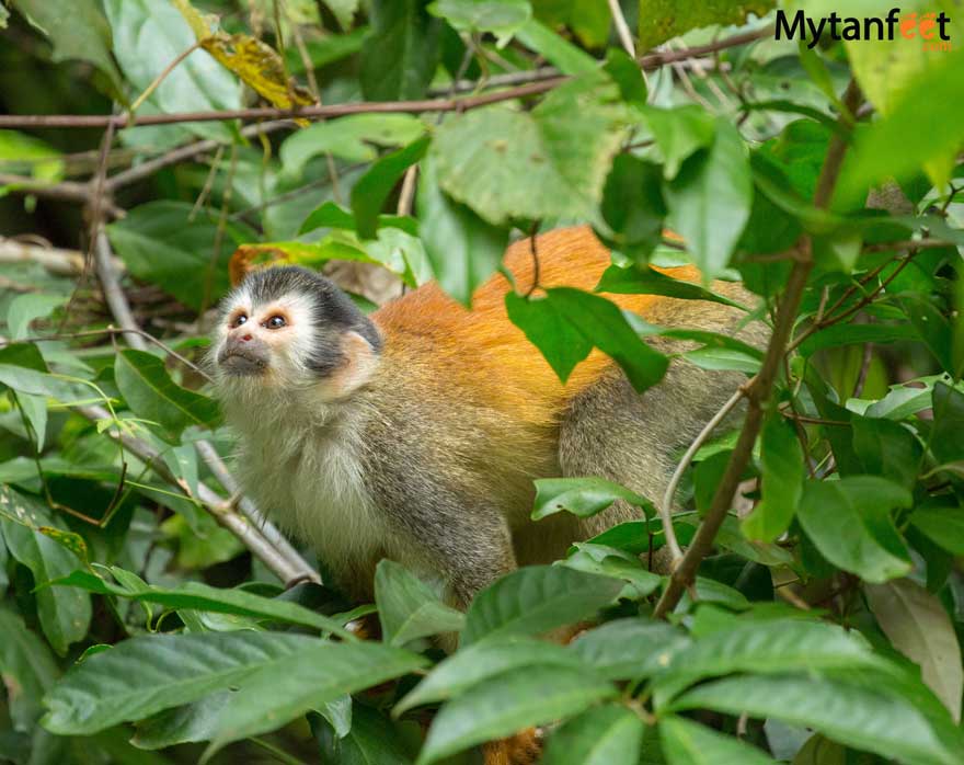 Photos of Exotic Costa Rica Wildlife and Where to See Them