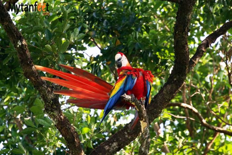 Where to See Costa Rica Wildlife: A Photo Post and Guide