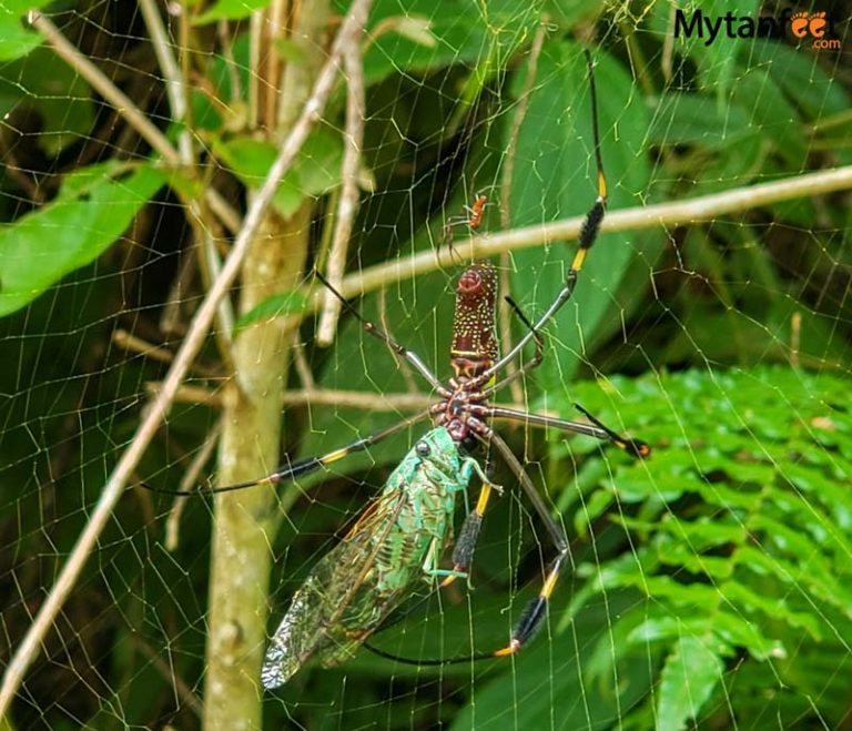 Learn about the Arachnids and Insects in Costa Rica