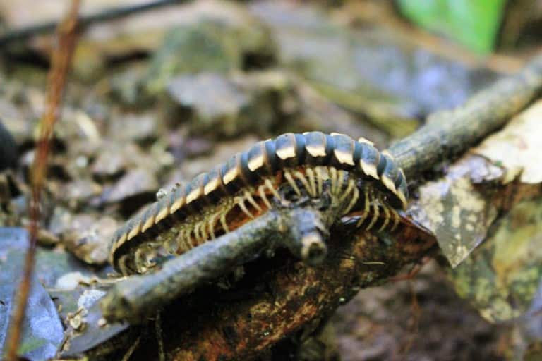 Learn about the Arachnids and Insects in Costa Rica