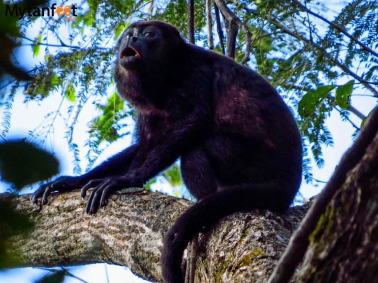 Where to See the Four Species of Monkeys in Costa Rica