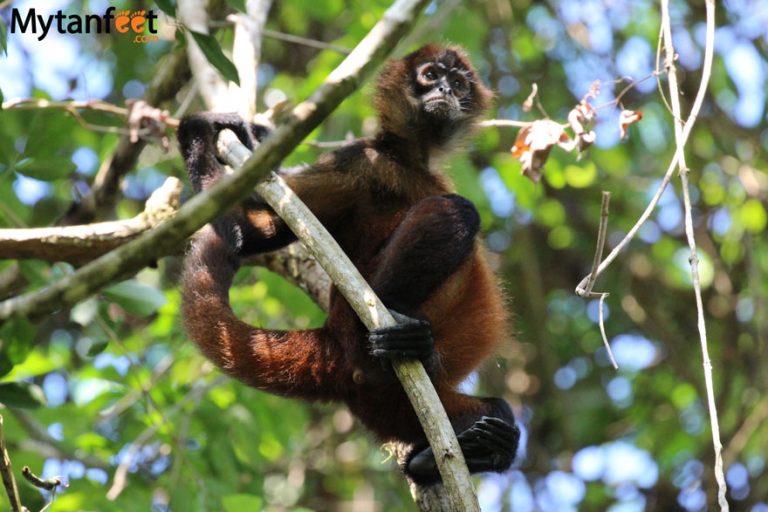 Where to See the Four Species of Monkeys in Costa Rica