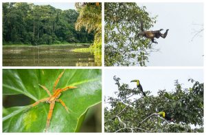 Costa Rica Monkey Tours: 11 Day Coast to Coast Tour