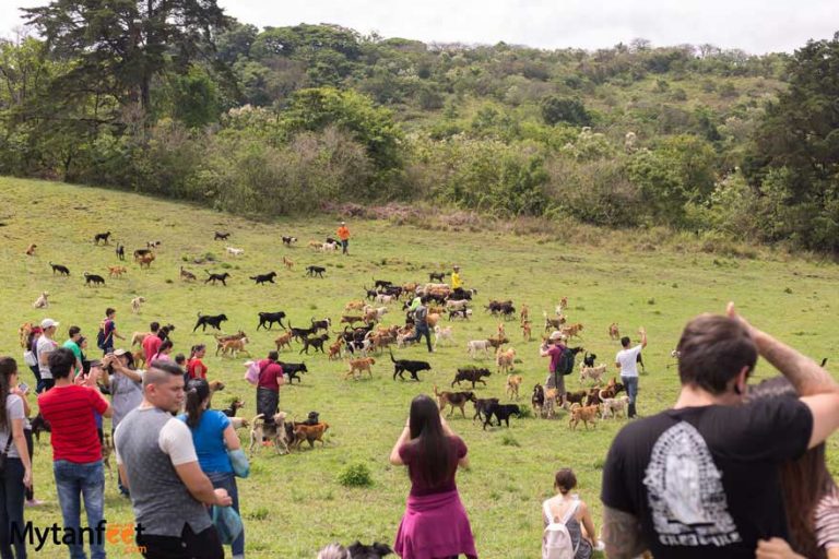 Visiting Territorio de Zaguates, the Land of Strays in Costa Rica