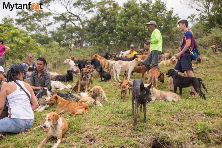 Visiting Territorio de Zaguates, the Land of Strays in Costa Rica
