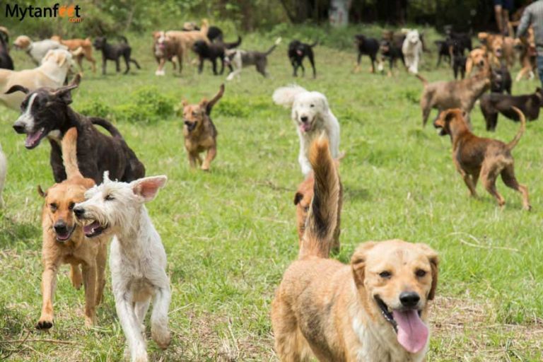 Visiting Territorio de Zaguates, the Land of Strays in Costa Rica