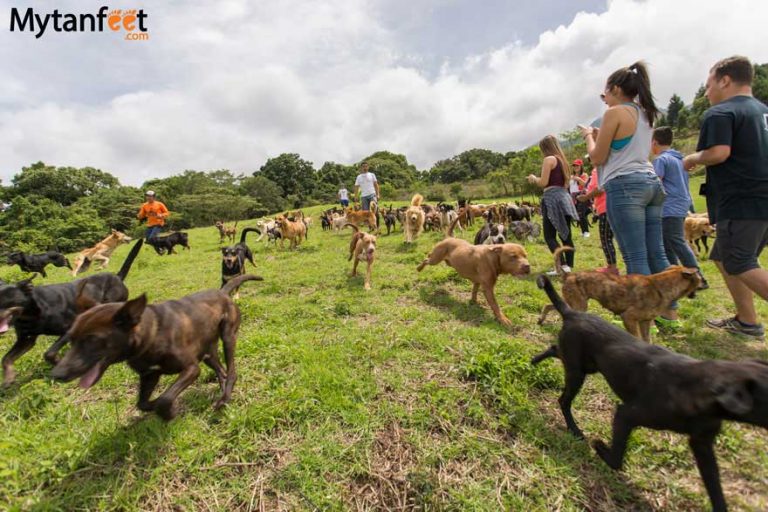 Visiting Territorio de Zaguates, the Land of Strays in Costa Rica