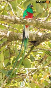 Curi Cancha Reserve Monteverde Complete Visitor's Guide