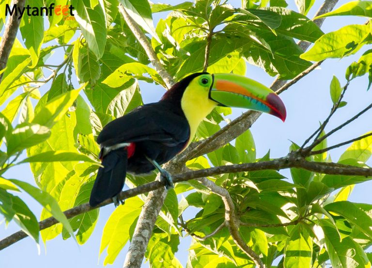 Where to See Toucans in Costa Rica: The Best Places