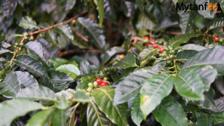Costa Rican Coffee: Best Brands, Tours, History and More