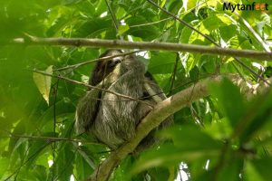 Bogarin Trail: Easy Sloth Trail in La Fortuna