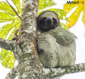 Bogarin Trail: Easy Sloth Trail in La Fortuna