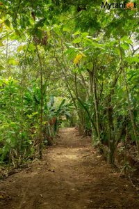 Bogarin Trail: Easy Sloth Trail in La Fortuna
