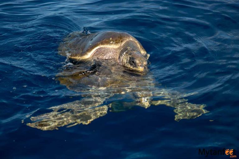 Where to See Sea Turtles in Costa Rica: Best Places