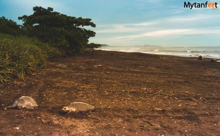 Where to See Sea Turtles in Costa Rica: Best Places