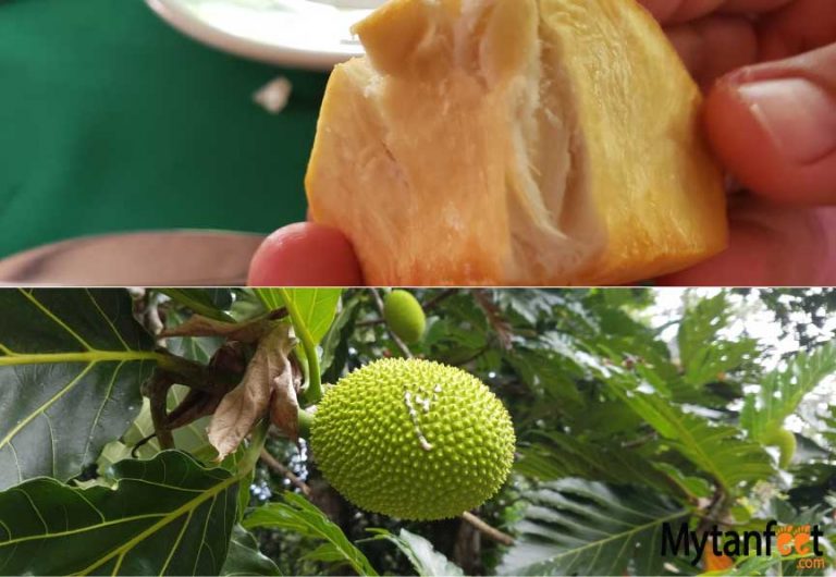 Yummy and Exotic Costa Rican Fruit You Have to Try