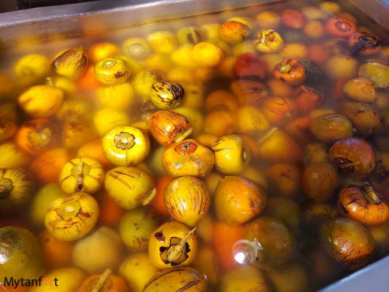 Yummy and Exotic Costa Rican Fruit You Have to Try