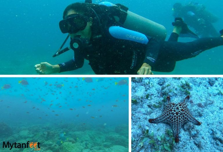 Costa Rica Scuba Diving: Best Time of Year and Places