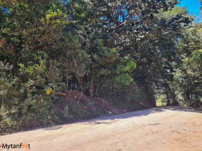 Climbing the Monteverde Ficus Tree (El Arbol Hueco/Ficus Tree)