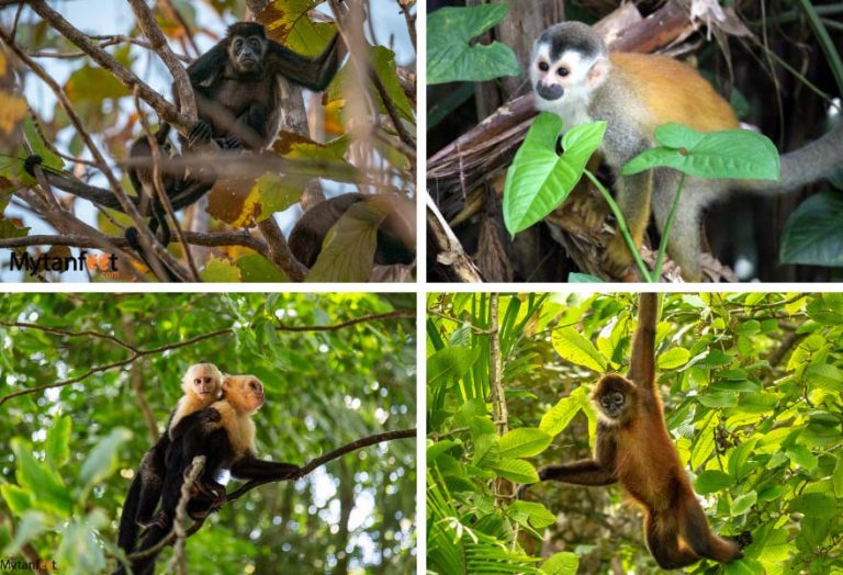 Where to See Costa Rica Wildlife: A Photo Post and Guide