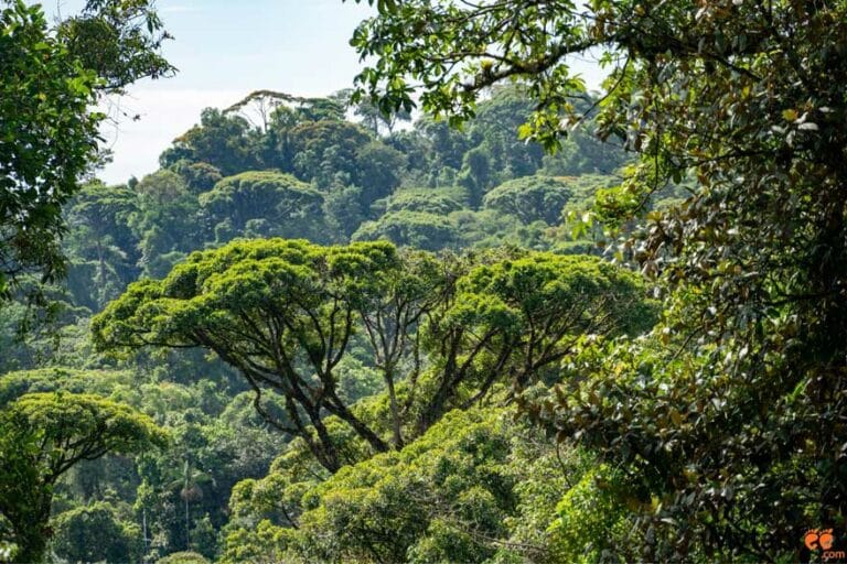 3 in 1 Rainforest Tour from San Jose, Costa Rica