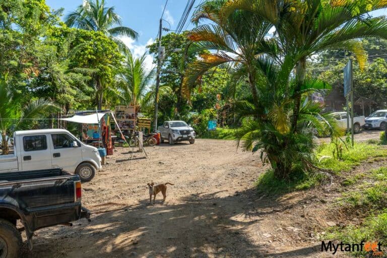 Drake Bay: What You Need to Know For the Perfect Jungle Escape