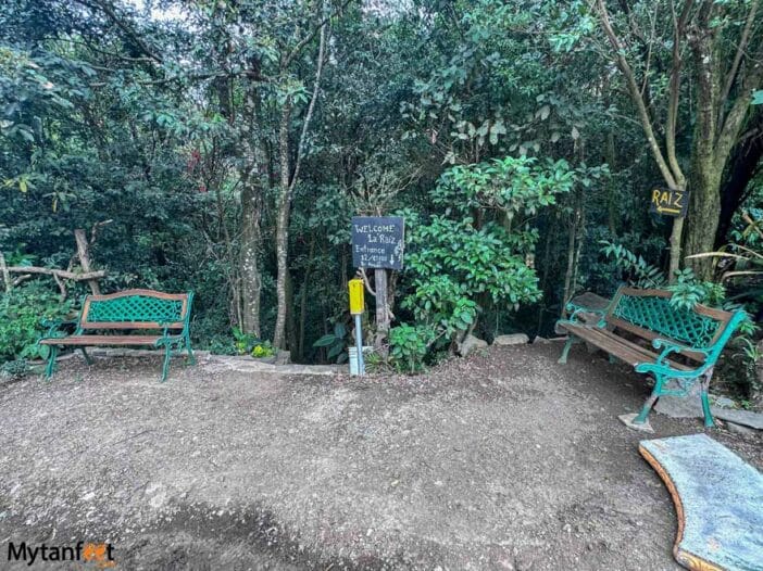 Plan Your Visit to the Monteverde Ficus Root Bridge