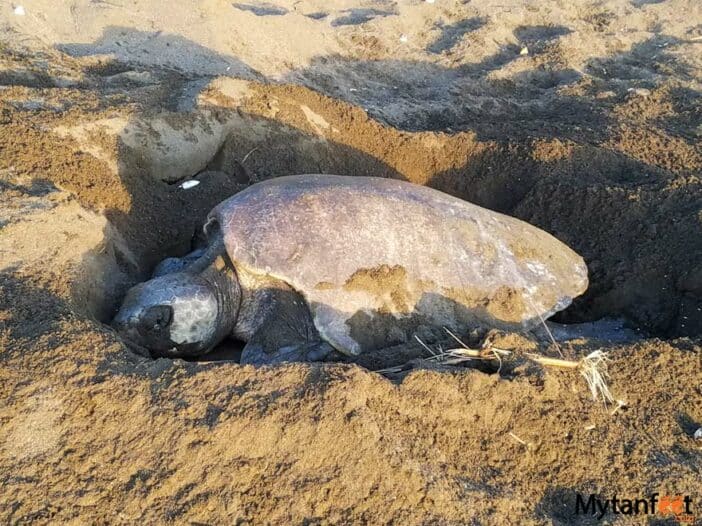 Costa Rica in November: What to Know