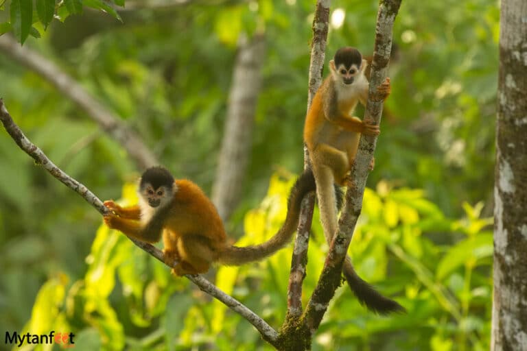 Where to See the Four Species of Monkeys in Costa Rica