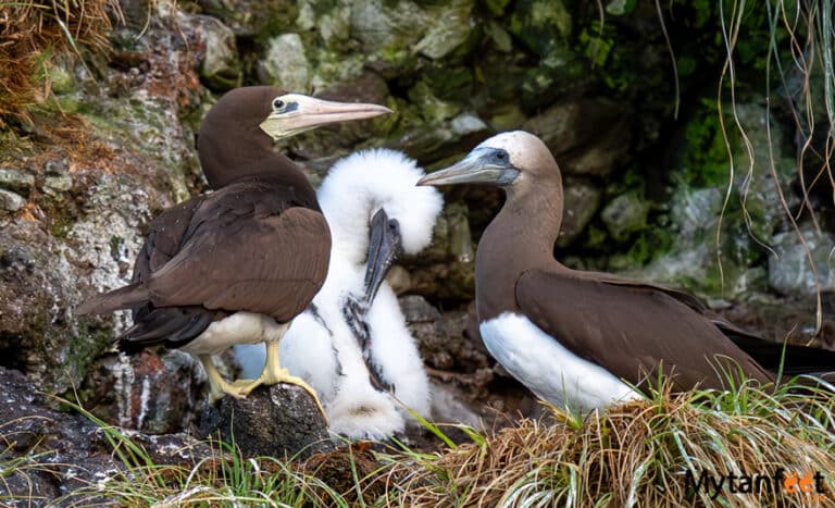 Cocos Island National Park: How to Visit Costa Rica's Oceanic Treasure