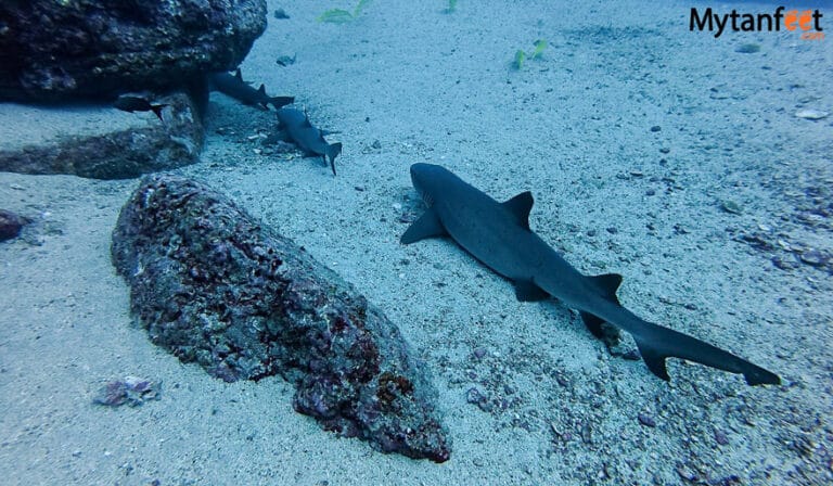 Cocos Island National Park: How to Visit Costa Rica's Oceanic Treasure