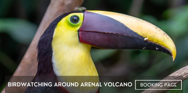 Birdwatching Around Arenal Volcano La Fortuna: Book Your Tour!