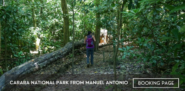 Carara National Park Tour from Manuel Antonio - Book Today!