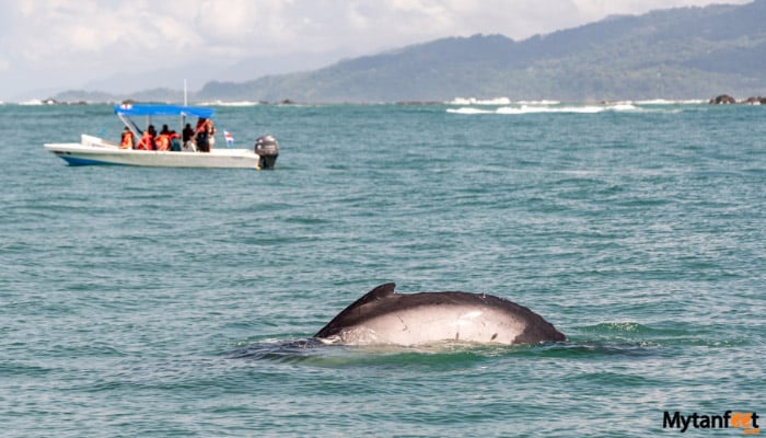 Uvita Whale Watching Tour: Book Today!
