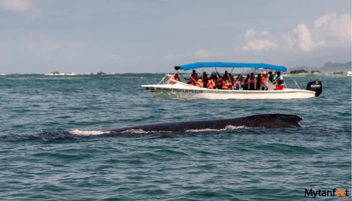 Uvita Whale Watching Tour: Book Today!
