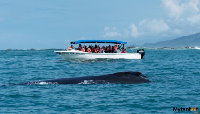 Uvita Whale Watching Tour: Book Today!
